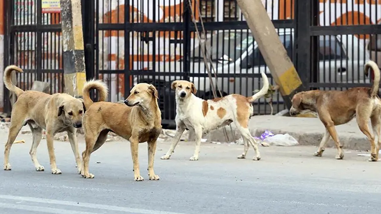 Dog bite cases surge in Karachi, 850 reported in first five days of ...